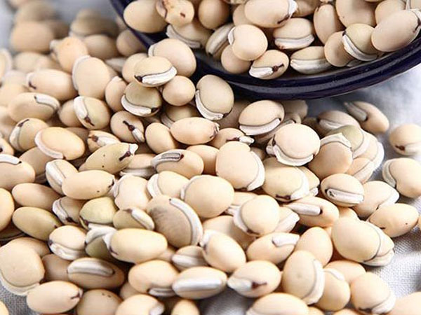 Đậu ván trắng (hạt) - Bệnh học 4 phương